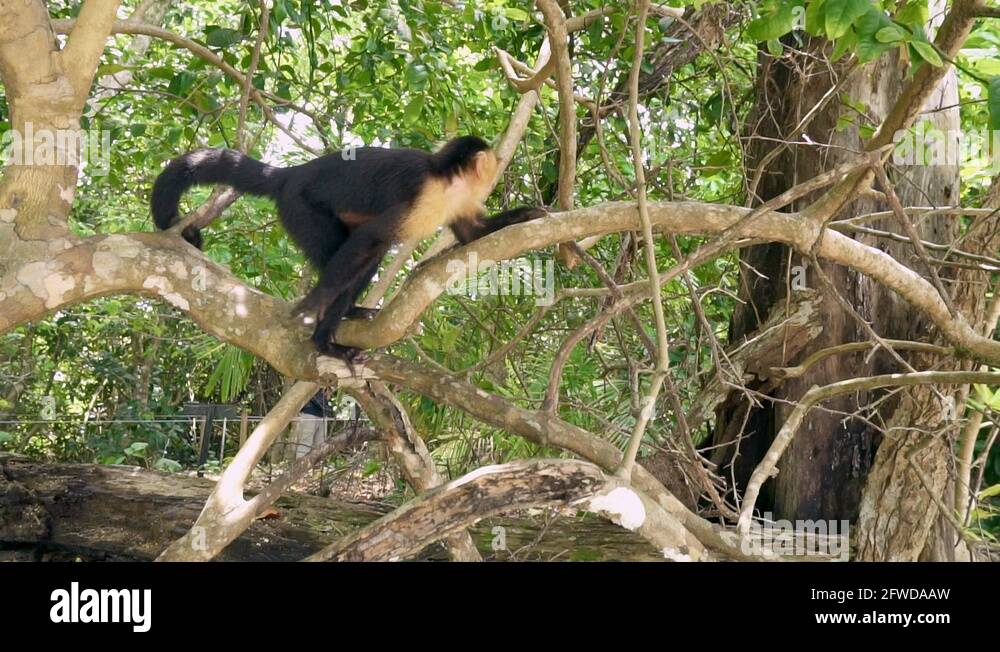 Black and white capuchin monkey in jungle Stock Videos & Footage - HD ...