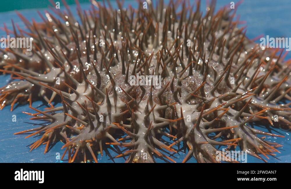 Crown of thorns Seastar close up. Sea star with big thorns caught from ...