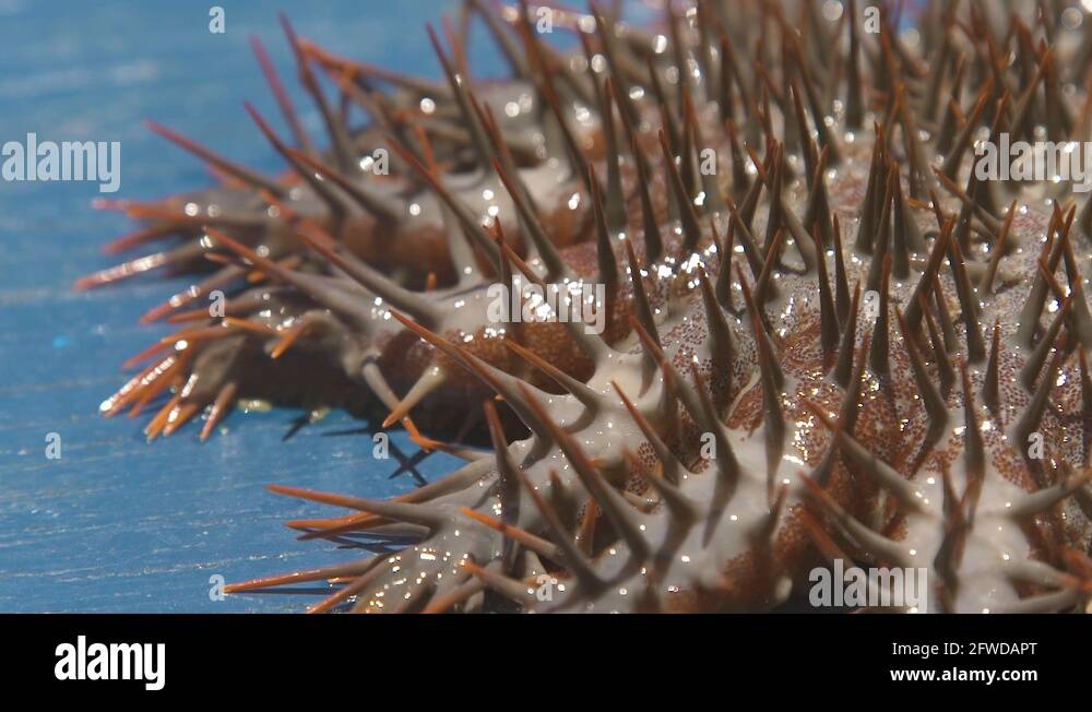 Close up crown of thorns Sea star. Underwater animal seastar with big ...