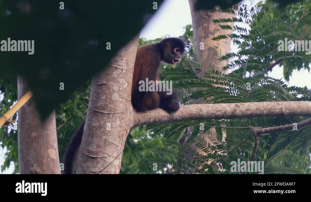 Monkey communicating Stock Videos & Footage - HD and 4K Video Clips - Alamy