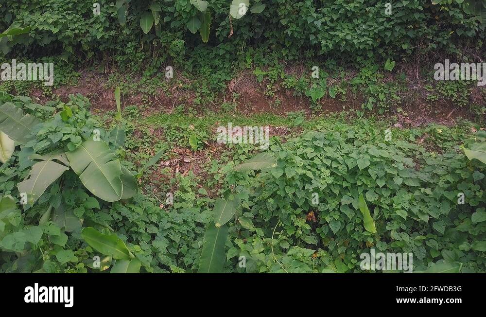 Hiking through rainforest Stock Videos & Footage - HD and 4K Video ...