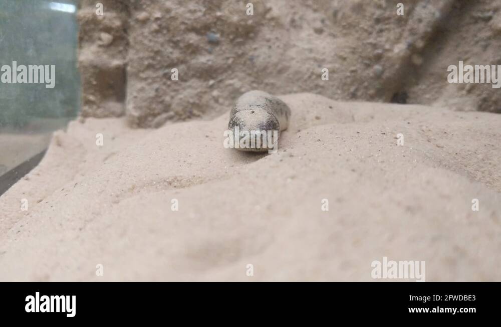 Sand snake Stock Videos & Footage - HD and 4K Video Clips - Alamy