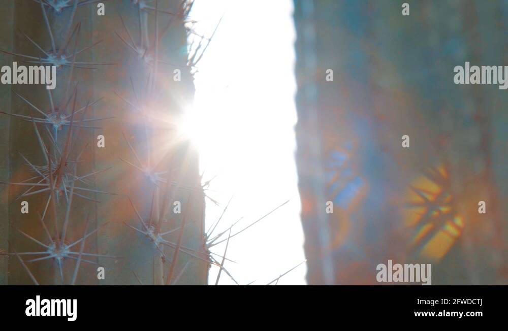 Areole Stock Videos & Footage - HD and 4K Video Clips - Alamy