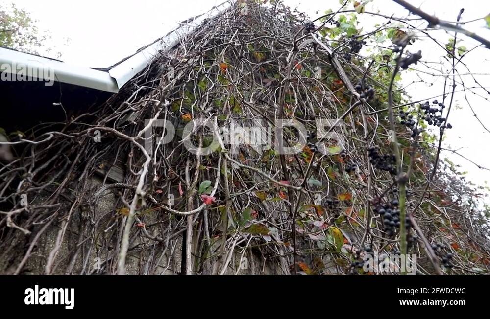 Overgrown barn Stock Videos & Footage - HD and 4K Video Clips - Alamy