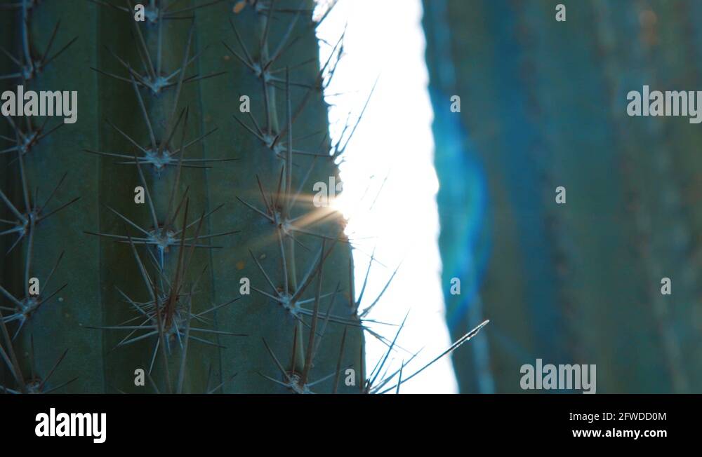 Sharp sun Stock Videos & Footage - HD and 4K Video Clips - Alamy