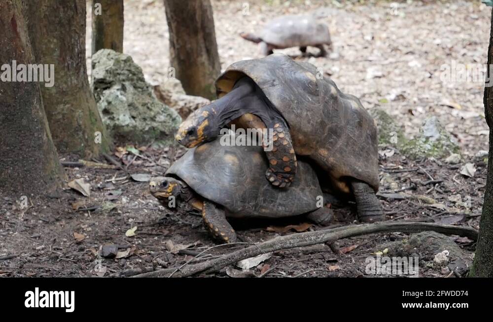 Tortoise mating Stock Videos & Footage - HD and 4K Video Clips - Alamy