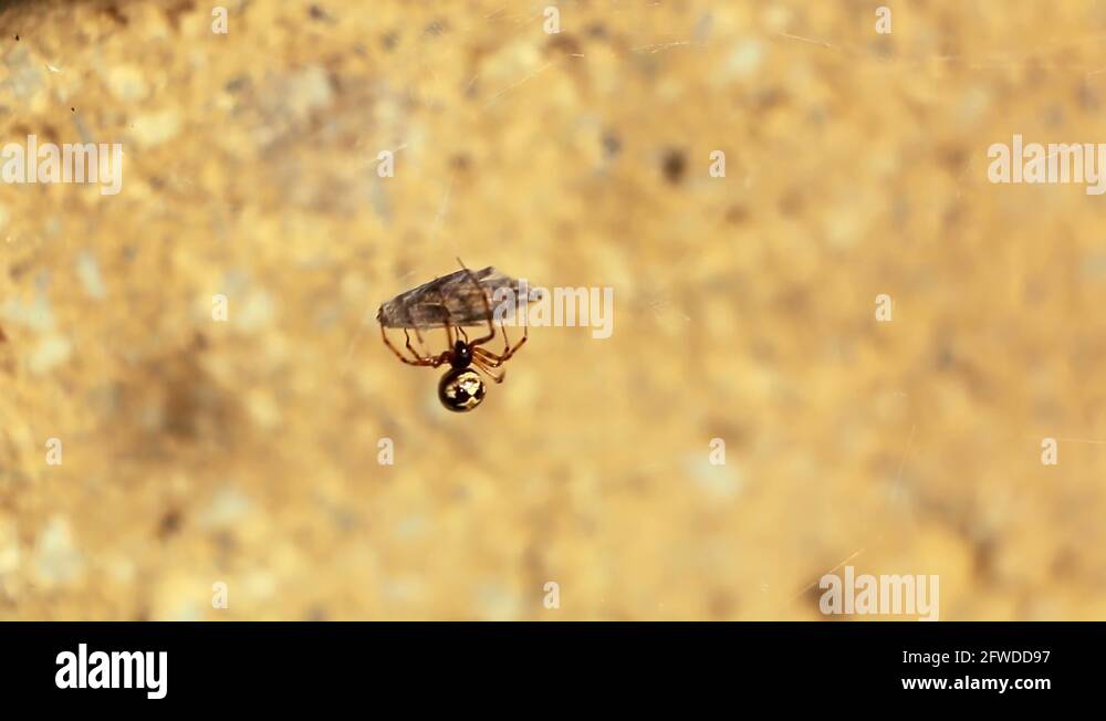 A black spider wrapping up its food. Spider wrapping its prey in web ...