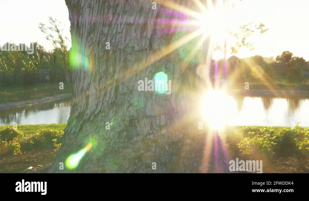 Burst trees Stock Videos & Footage - HD and 4K Video Clips - Alamy