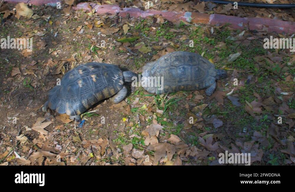 male turtle chase and grabs female turtle and starts making love to her ...