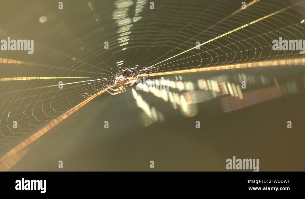 Spiderweb drawing Stock Videos & Footage - HD and 4K Video Clips - Alamy