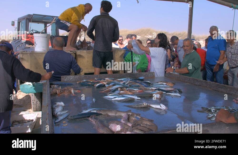 Fisherman buying fish Stock Videos & Footage - HD and 4K Video Clips ...