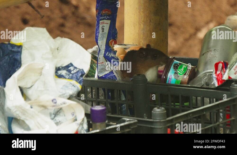 Rat peninsula Stock Videos & Footage - HD and 4K Video Clips - Alamy