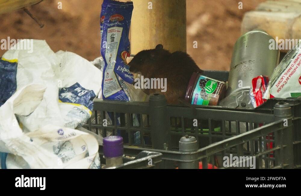 Rat eating trash from a garbage bin in Corcovado National Park, Costa ...