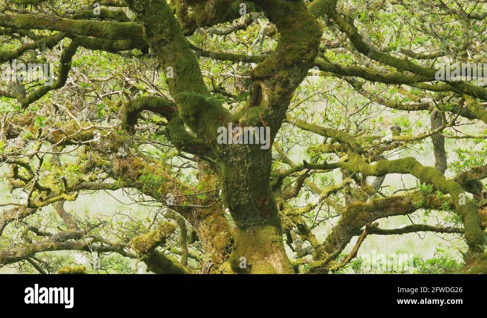 Scary tree england Stock Videos & Footage - HD and 4K Video Clips - Alamy
