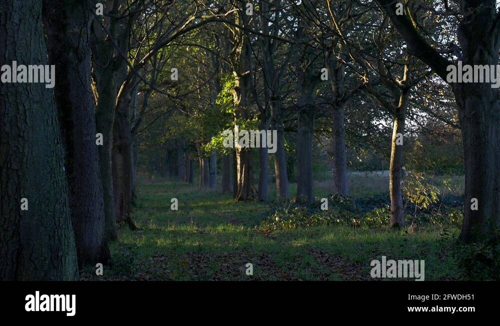 Treeline trees tree line silhouette Stock Videos & Footage - HD and 4K ...