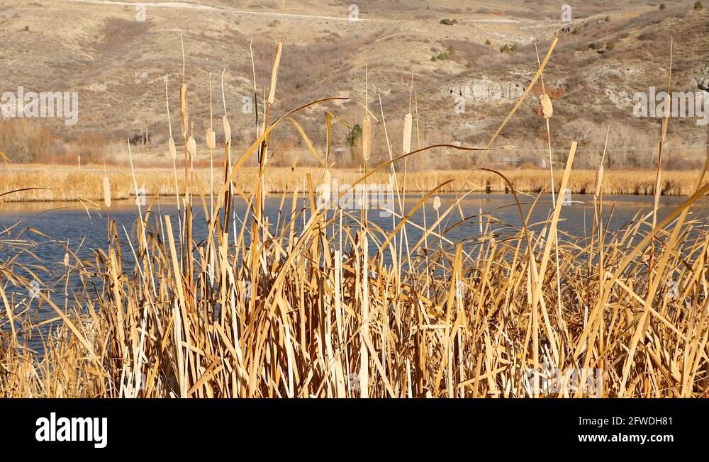 Cat tails in pond Stock Videos & Footage - HD and 4K Video Clips - Alamy