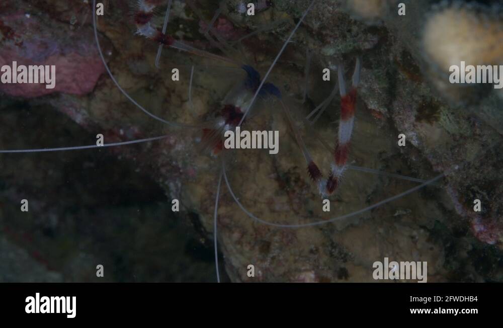 Banded boxer shrimp (Stenopus hispidus) in coral in Aqaba gulf, Red sea ...