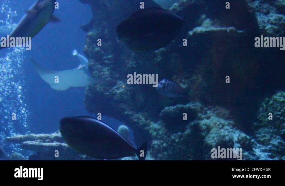 Sting fish Stock Videos & Footage - HD and 4K Video Clips - Alamy