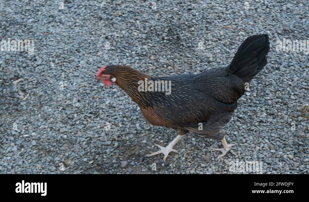 Chicken pecking order Stock Videos & Footage - HD and 4K Video Clips ...