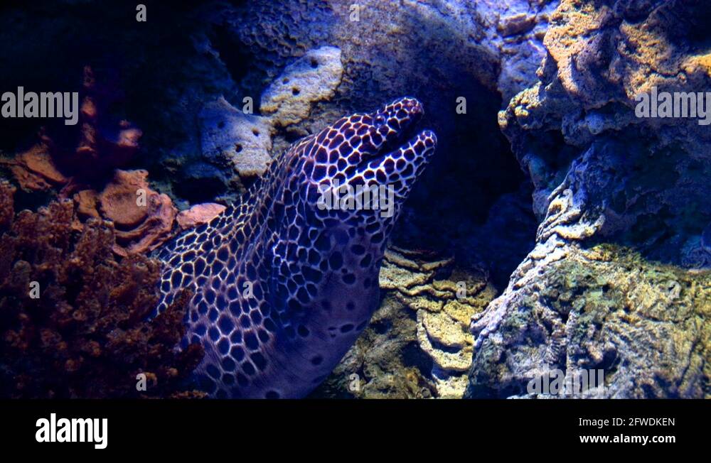 Moray with open mouth Stock Videos & Footage - HD and 4K Video Clips ...