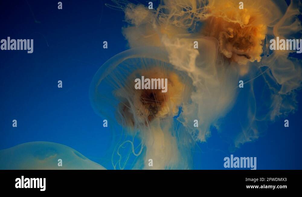Translucent jellies Stock Videos & Footage - HD and 4K Video Clips - Alamy