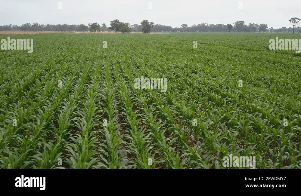 Maize corn crop Stock Videos & Footage - HD and 4K Video Clips - Alamy