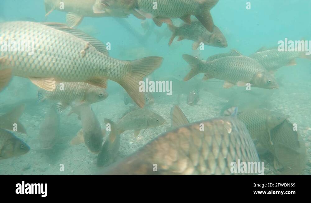 underwater Common carp (cyprinus carpio Stock Video Footage - Alamy