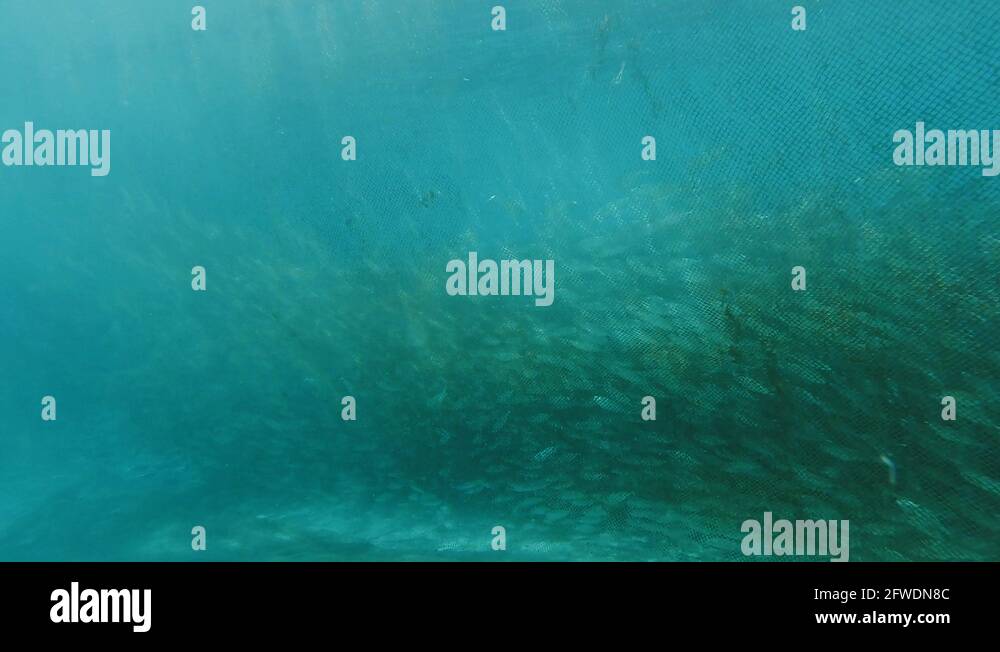 Fish trapped in fishing net Stock Videos & Footage - HD and 4K Video ...