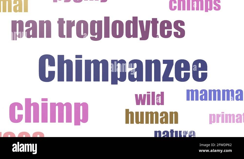 Chimpanzee Word Cloud Animated Isolated On White Stock Video Footage ...