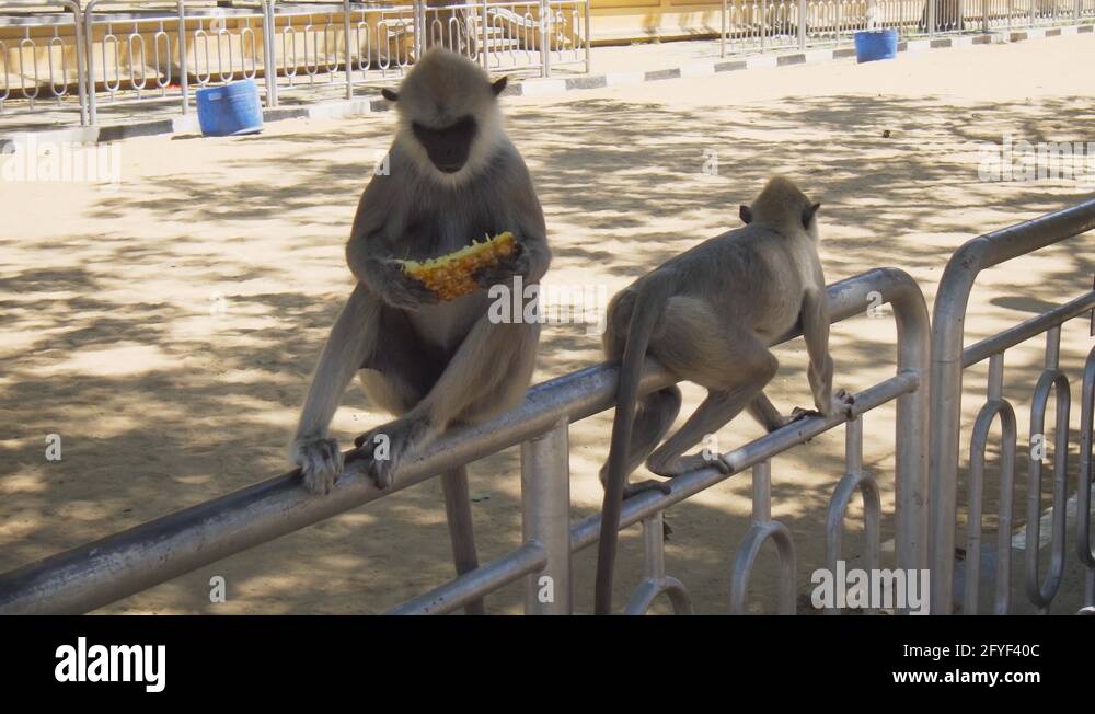 Monkey munching on pineapple on railing outside Kataragamam Temple. Sri ...