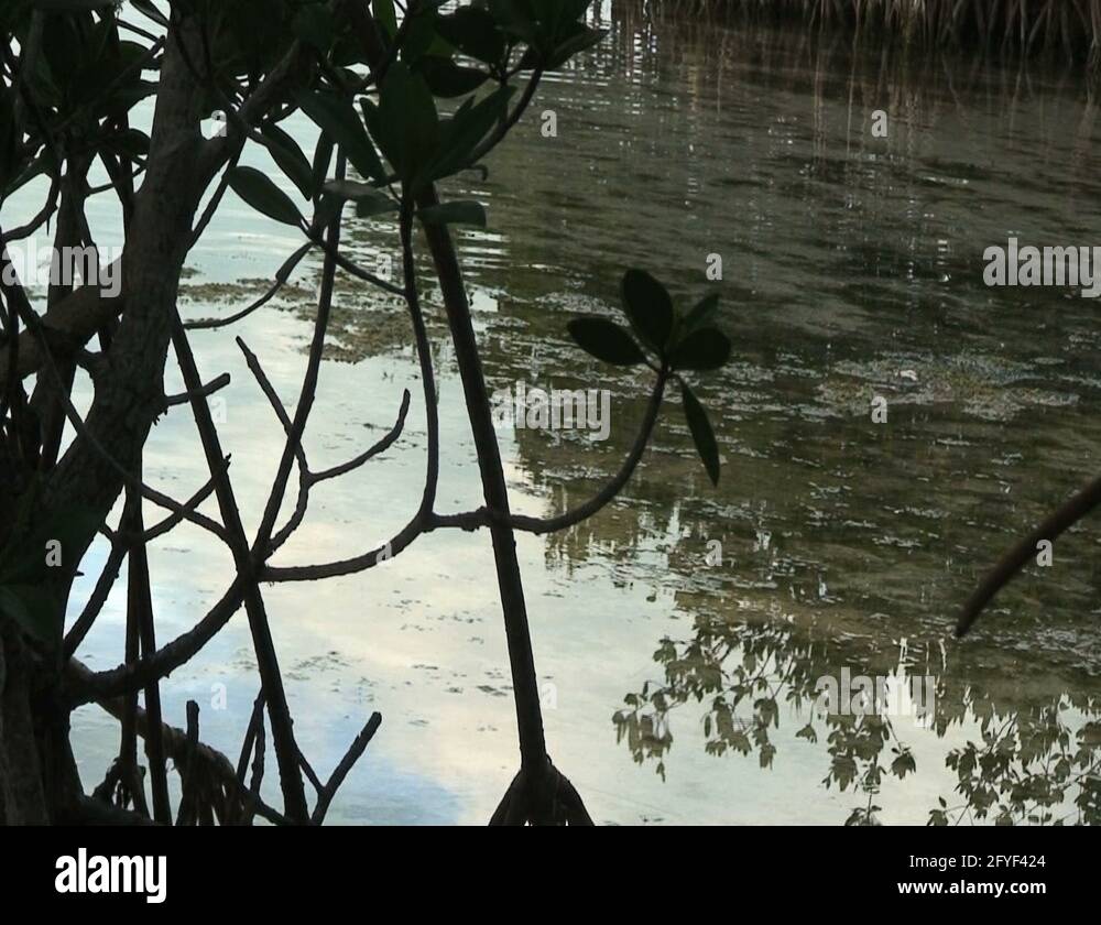 Black mangrove roots Stock Videos & Footage - HD and 4K Video Clips - Alamy