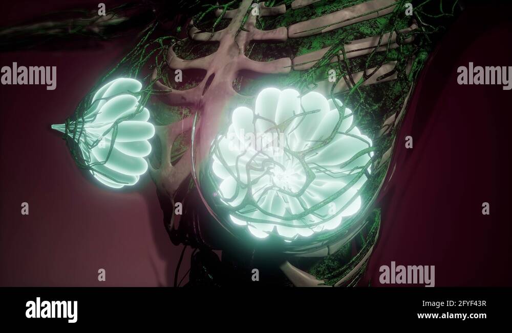 science anatomy of human body in x-ray with glow mammary gland Stock ...