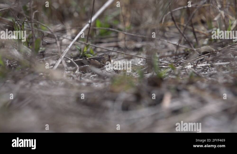 Grasshopper jumping Stock Videos & Footage - HD and 4K Video Clips - Alamy