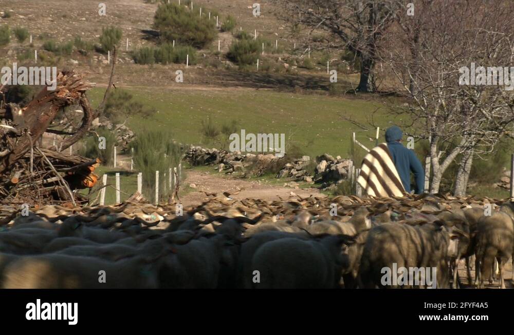 Zebra sheep Stock Videos & Footage - HD and 4K Video Clips - Alamy