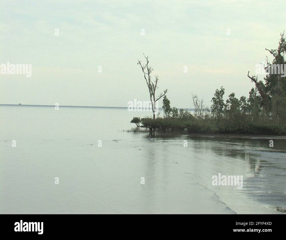 Mangrove point Stock Videos & Footage - HD and 4K Video Clips - Alamy