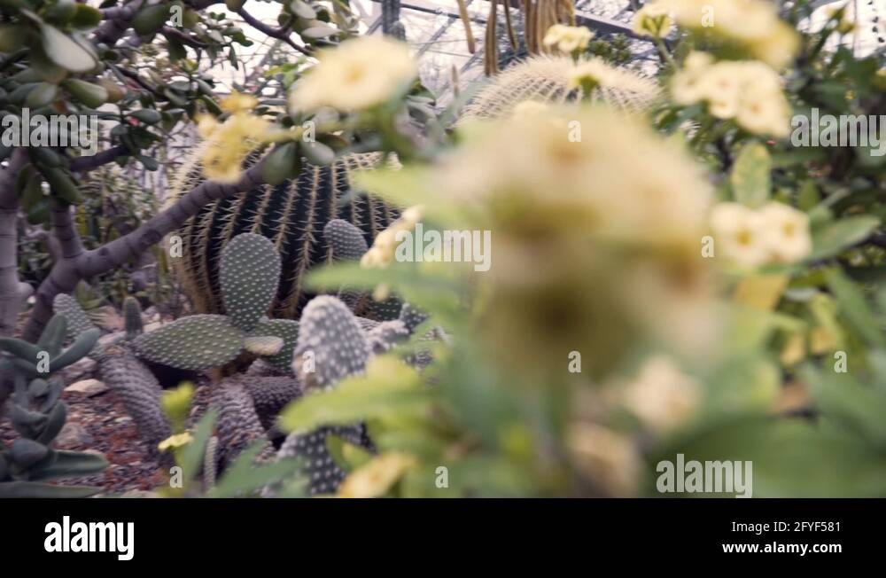 Canada cactus Stock Videos & Footage - HD and 4K Video Clips - Alamy