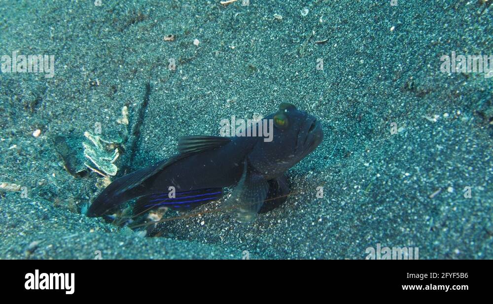 Symbiotic goby fish shrimp Stock Videos & Footage - HD and 4K Video ...