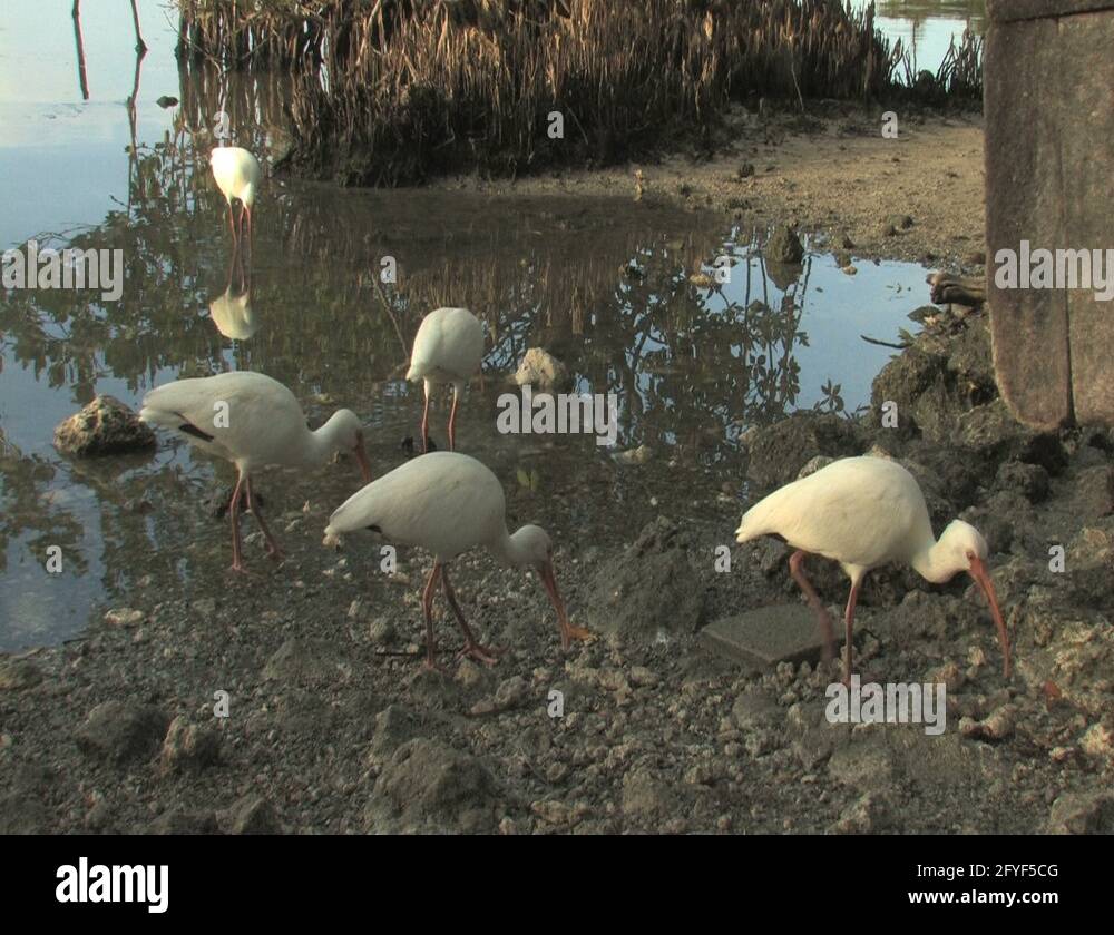 Ibis feeding Stock Videos & Footage - HD and 4K Video Clips - Alamy