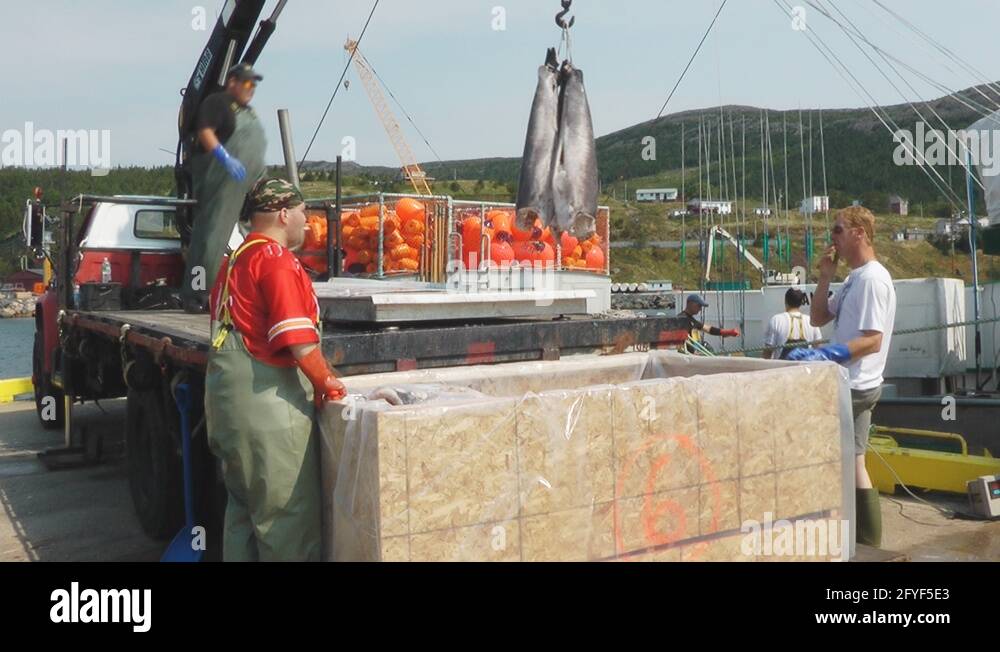 Commercial fishing canada Stock Videos & Footage - HD and 4K Video ...