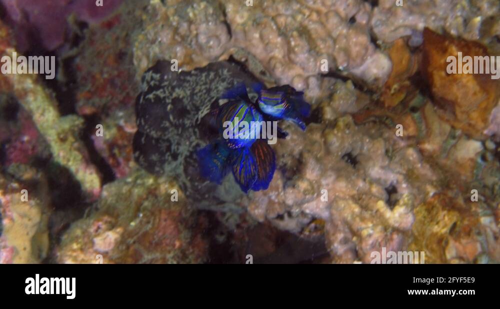 Mating fish Stock Videos & Footage - HD and 4K Video Clips - Alamy