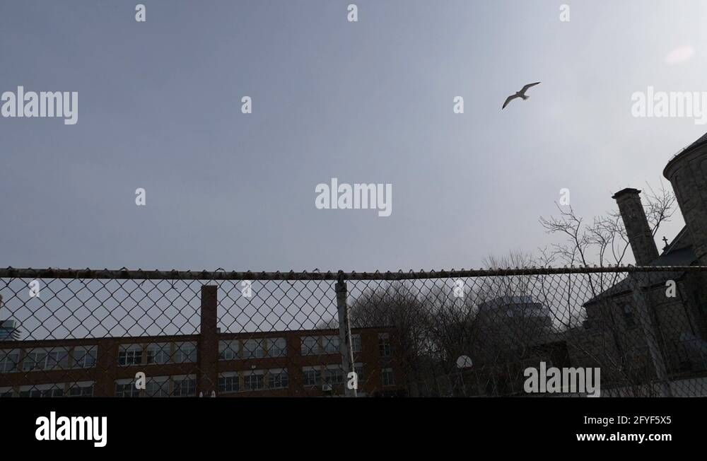 Above fence Stock Videos & Footage - HD and 4K Video Clips - Alamy