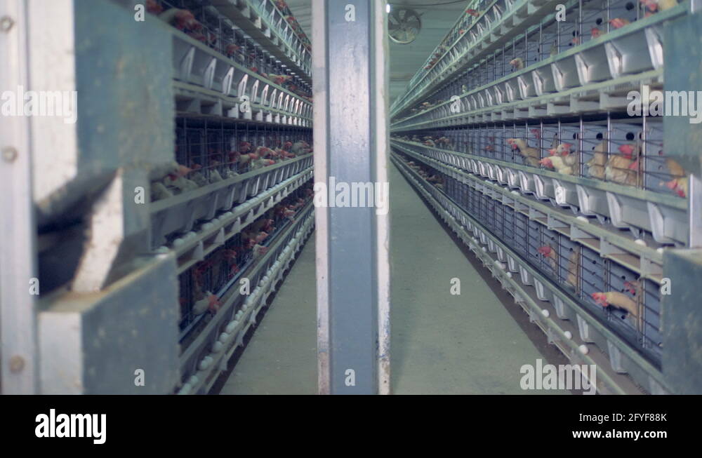 Footage of an aisle of a birdfactory facility containing plenty of hens ...