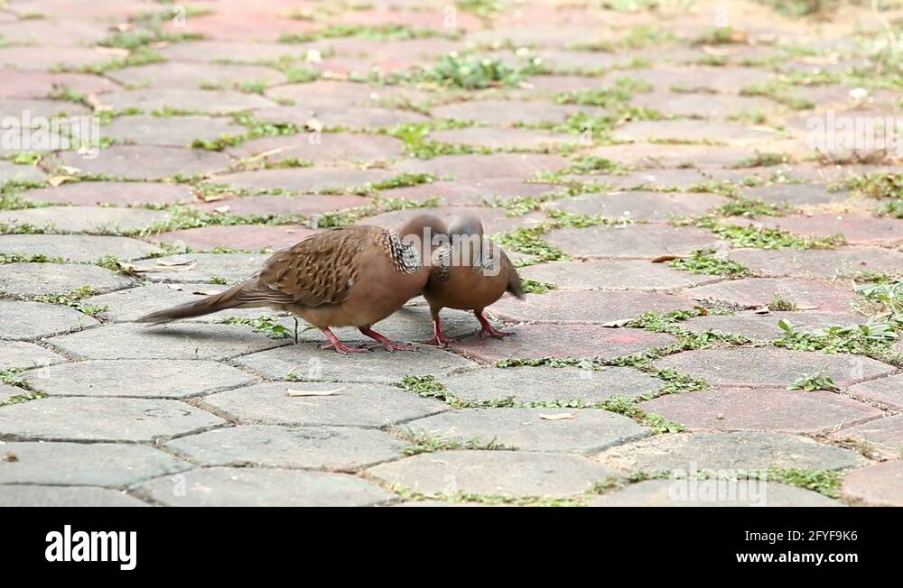 Breeding turtle dove Stock Videos & Footage - HD and 4K Video Clips - Alamy