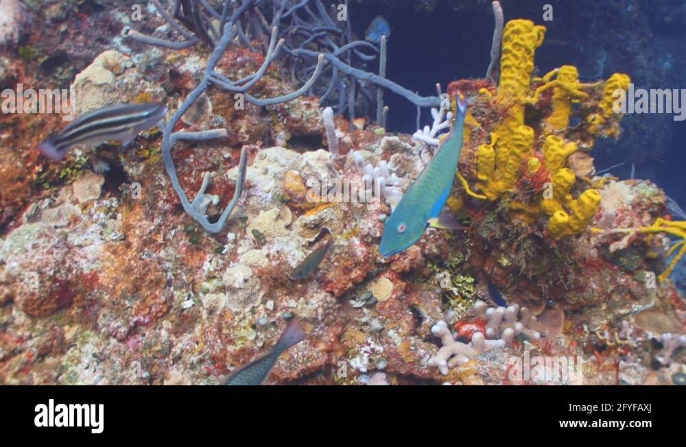 Octopus sponge Stock Videos & Footage - HD and 4K Video Clips - Alamy