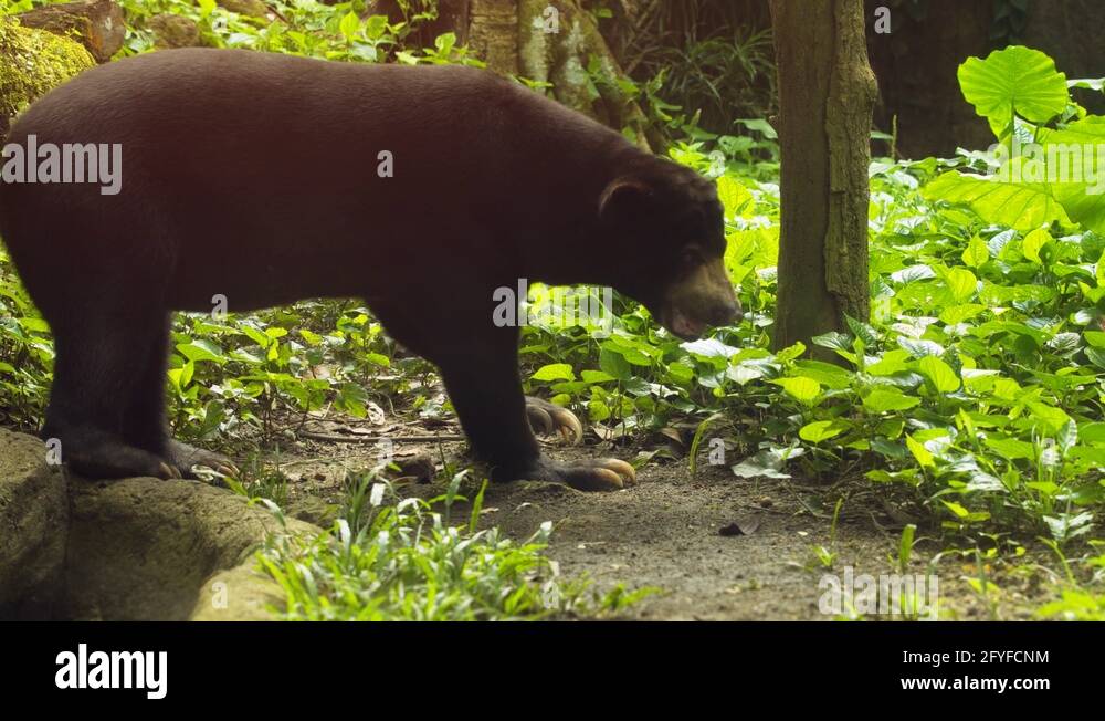 Rainforest bear Stock Videos & Footage - HD and 4K Video Clips - Alamy