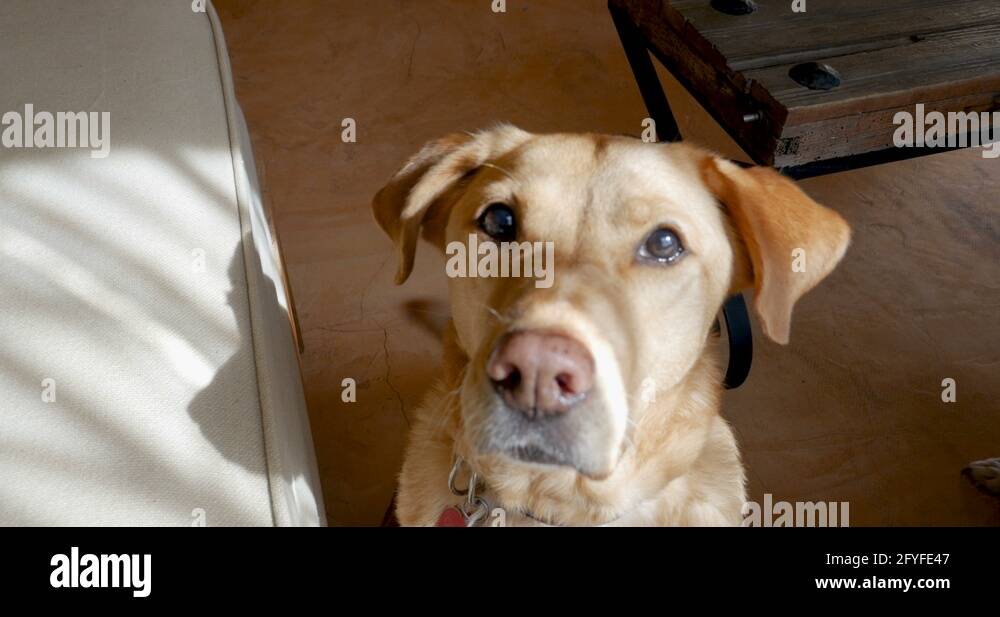 Good looking labrador retriever Stock Videos & Footage - HD and 4K ...