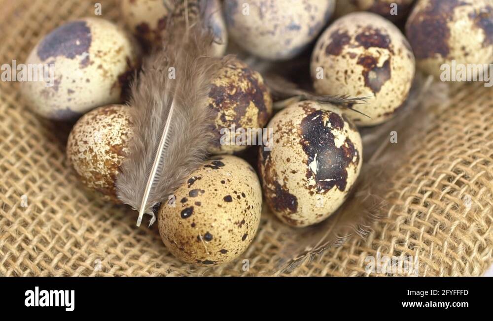 Bird quills Stock Videos & Footage - HD and 4K Video Clips - Alamy