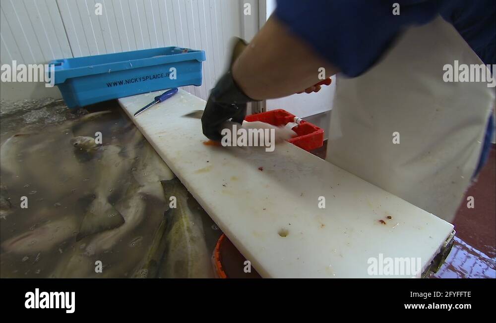 Skinning fish Stock Videos & Footage - HD and 4K Video Clips - Alamy