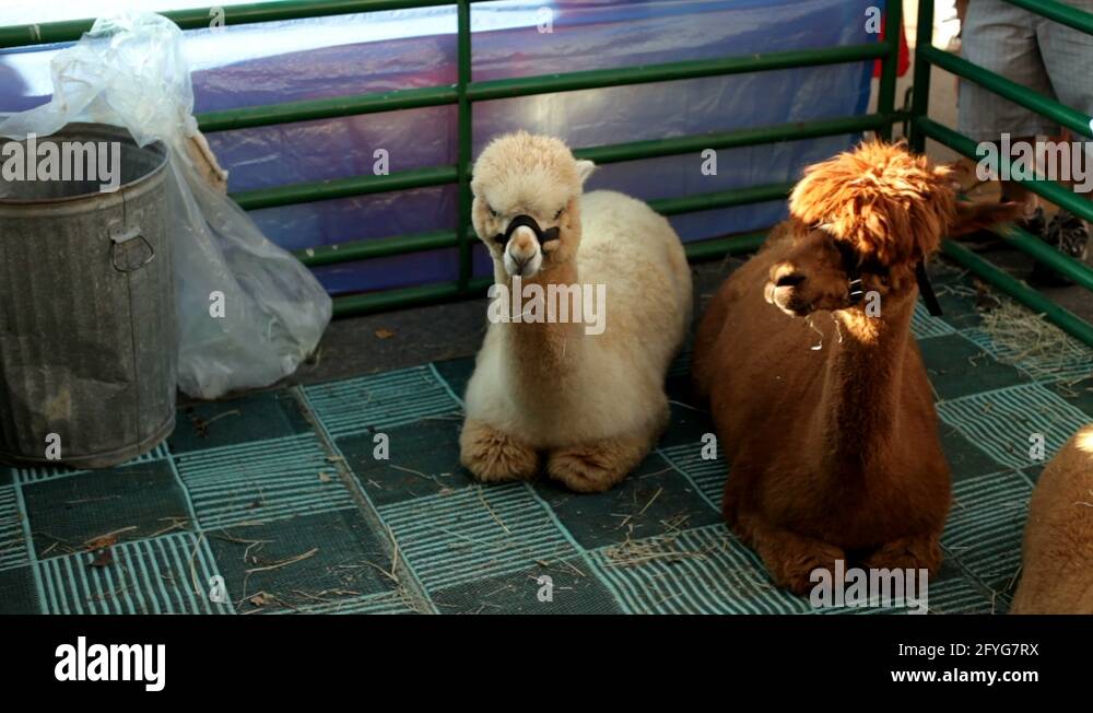 Sitting alpaca Stock Videos & Footage - HD and 4K Video Clips - Alamy