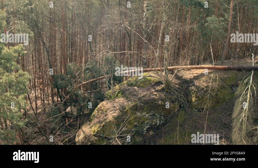 Huon pine tree Stock Videos & Footage - HD and 4K Video Clips - Alamy